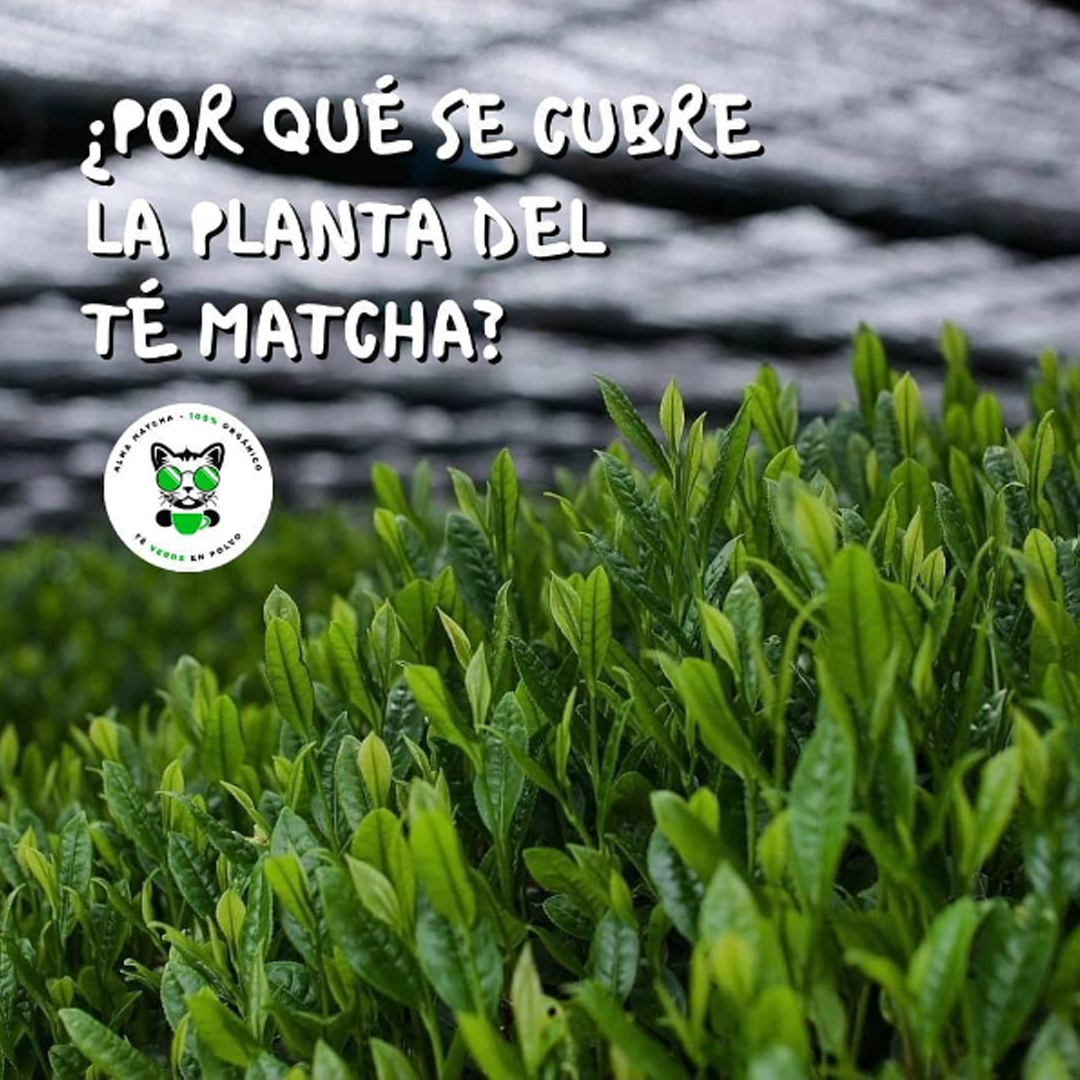 ¿Por qué se cubre la planta de té matcha? – AlmaMatcha